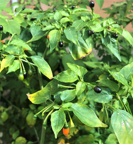 Chile Congo of Nicaragua | Roughwood Seed