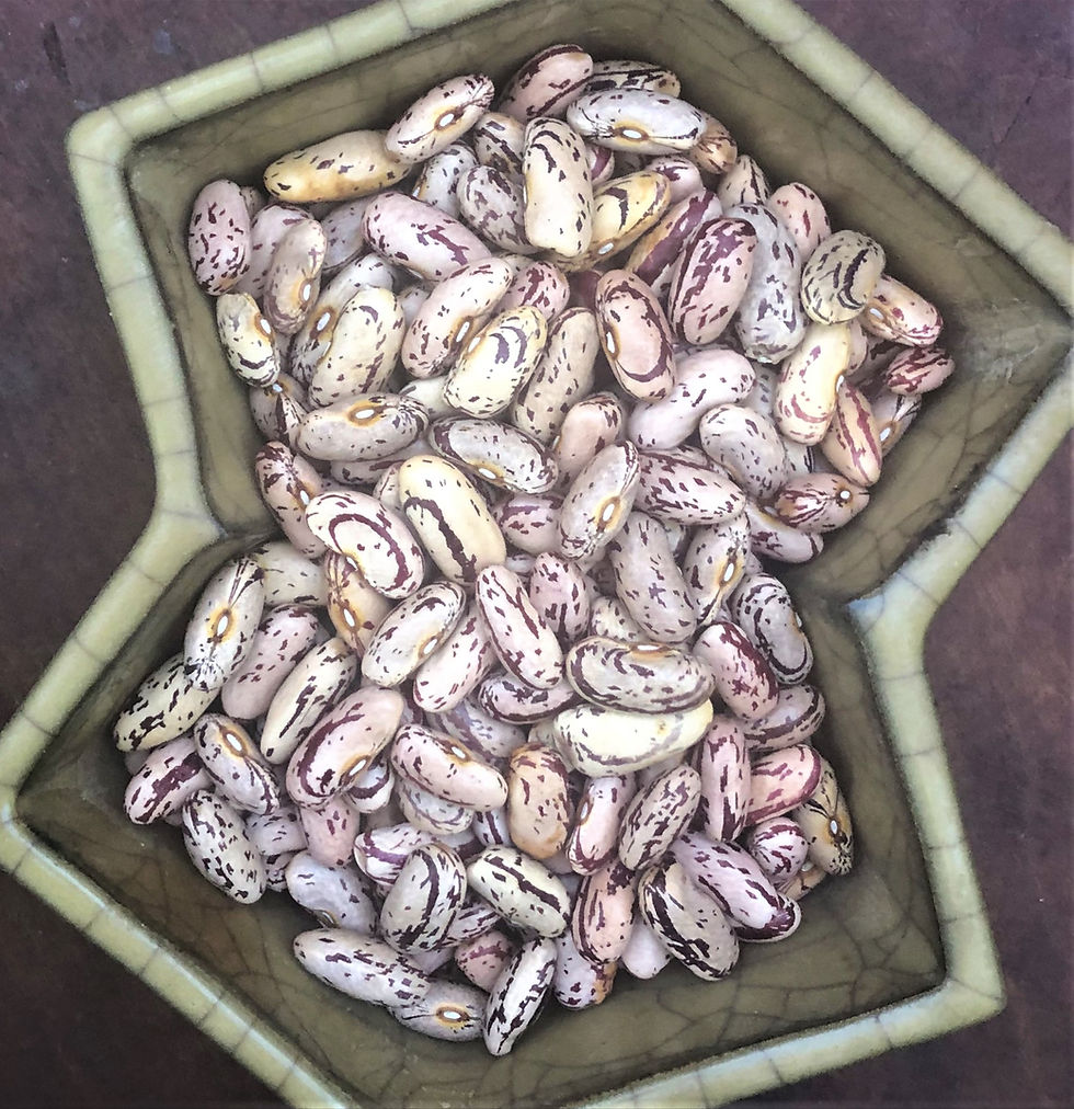 Stub’s Mammoth Scipio Pole Bean | Roughwood Seed