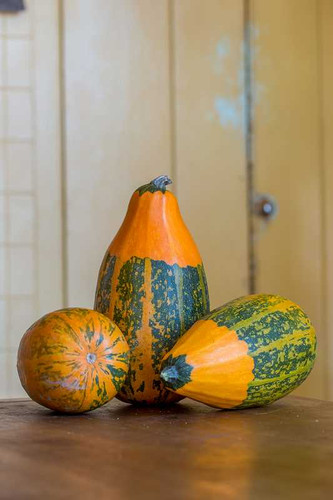 Bear Path Squash (Maxatawny) | Roughwood Seed