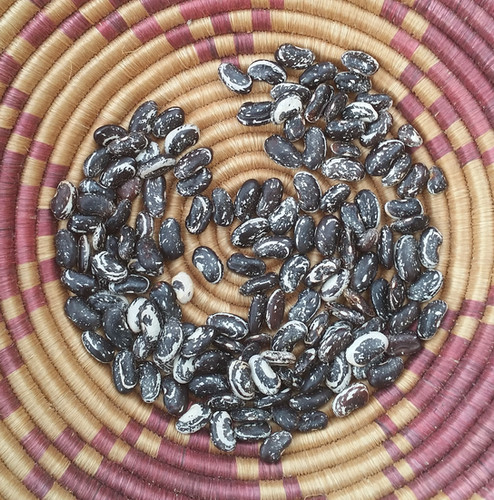 Iroquois Skunk Bean | Roughwood Seed