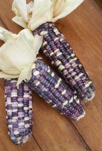 Mother Corn (Speckled Sweet Corn) | Roughwood Seed