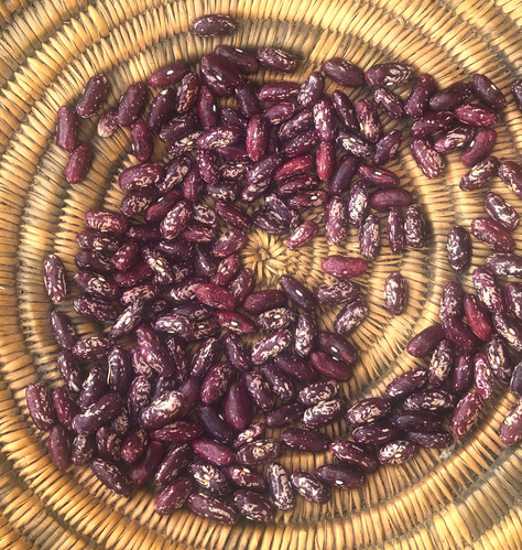 Iroquois Corn Bread Bean | Roughwood Seed