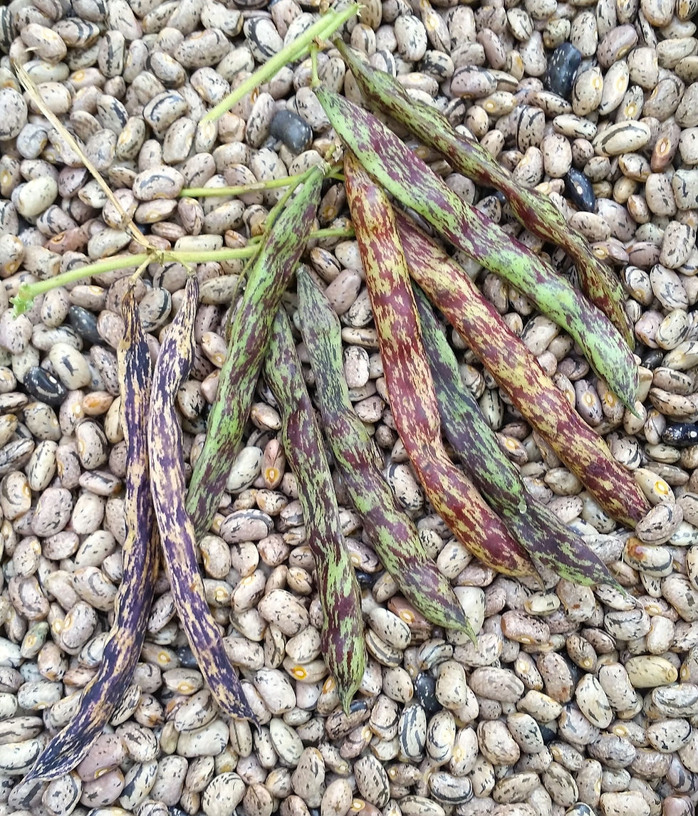 Early Mohawk Bush Bean | Roughwood Seed