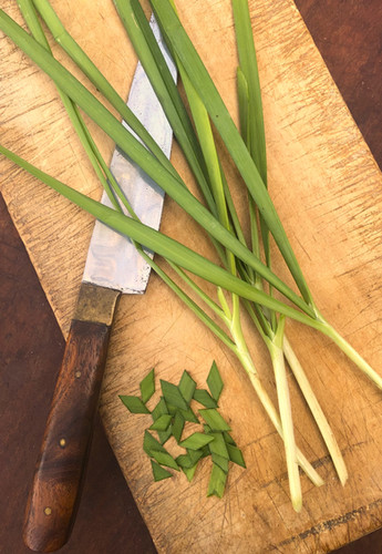 Japanese Green Nira | Roughwood Seed