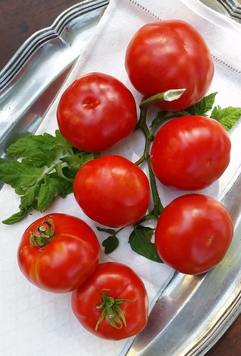 Atlantic Prize Tomato | Roughwood Seed