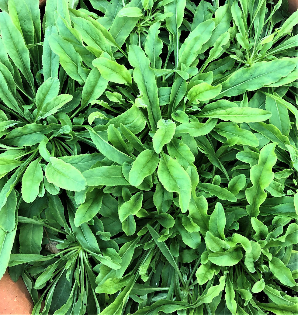 Rampion or Rapunzel | Roughwood Seed