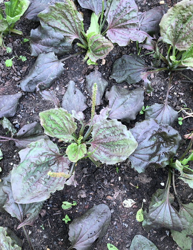 Large Red Plantain | Roughwood Seed