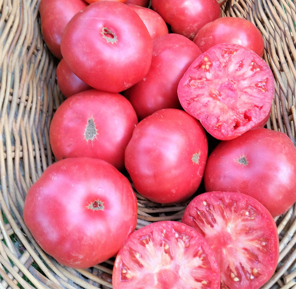 Tomatoes | Roughwood Seed