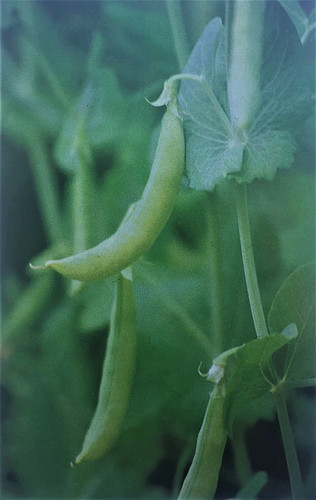 Risser Sickle Pea | Roughwood Seed