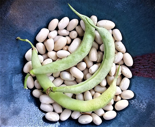 Ice Bean (Crystal White Wax) | Roughwood Seed