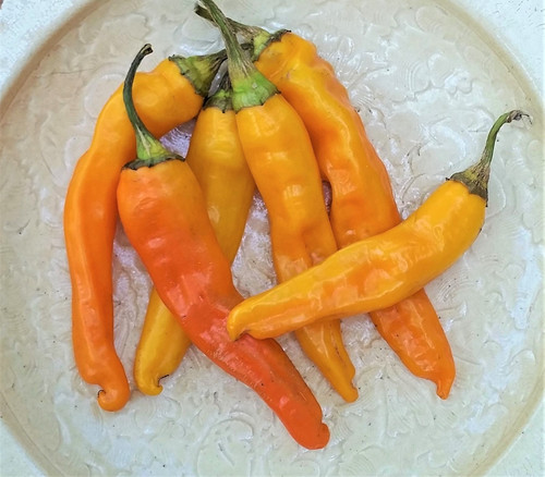 Buist’s Yellow Cayenne | Roughwood Seed
