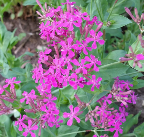 Sweet William Catchfly | Roughwood Seed