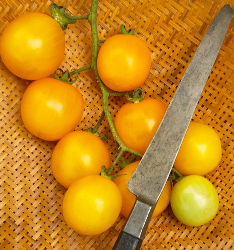 Hartman’s Yellow Gooseberry Tomato | Roughwood Seed