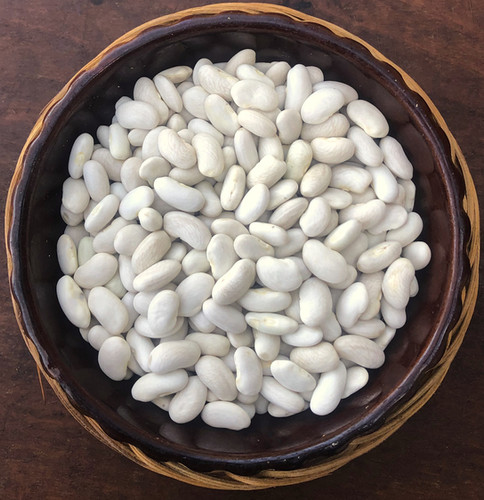 Rognon de Pont l’Abbé Bush Bean | Roughwood Seed