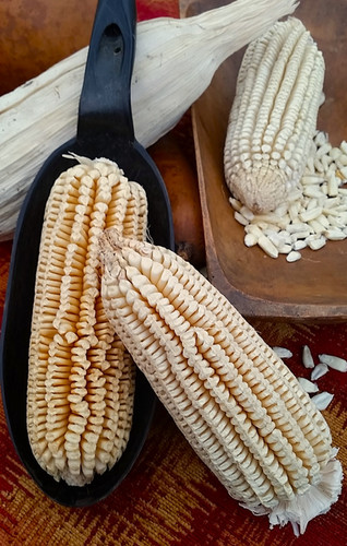 Iroquois Tooth Corn (Gourd Seed) | Roughwood Seed