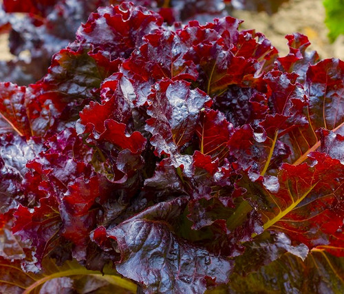Merlot Lettuce | Roughwood Seed