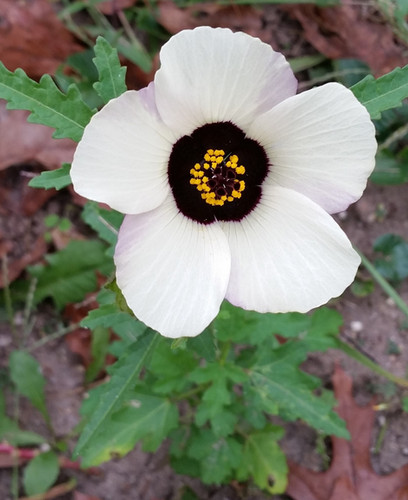 Venetian Mallow (Bladder Hibiscus) | Roughwood Seed