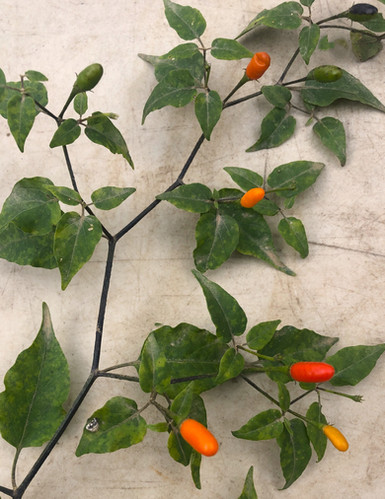 Argentine Bird Pepper | Roughwood Seed