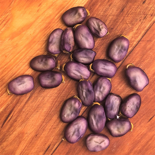 Old French Purple Fava (Feve Violette) | Roughwood Seed