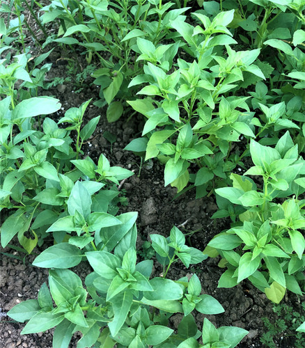 Chicken Dance Basil | Roughwood Seed