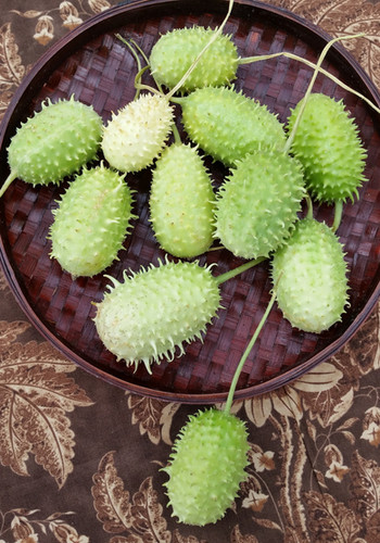 West Indian Burr Gherkin | Roughwood Seed