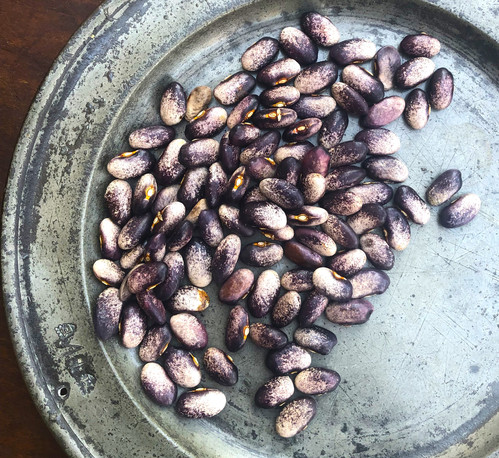 Ohio (Miami) Pole Bean | Roughwood Seed