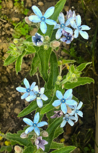Tweedia (Blue Milkweed) | Roughwood Seed