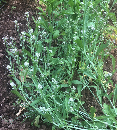 Persian Broadleaf Cress | Roughwood Seed