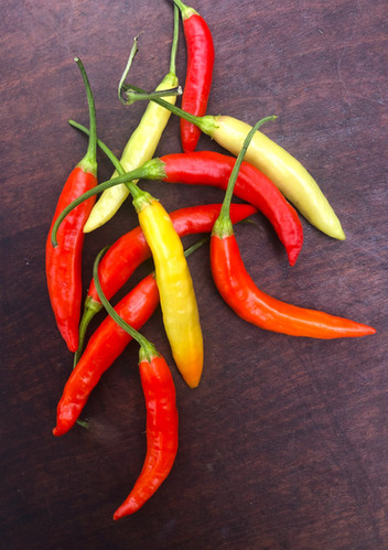 Honduran Guajillo Pepper | Roughwood Seed