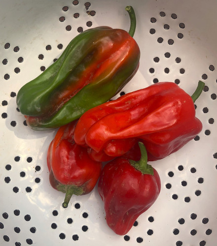 Criolla de Cocina Pepper | Roughwood Seed