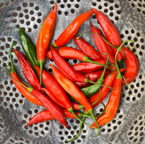 Brazilian “Lady Finger” Peppers | Roughwood Seed