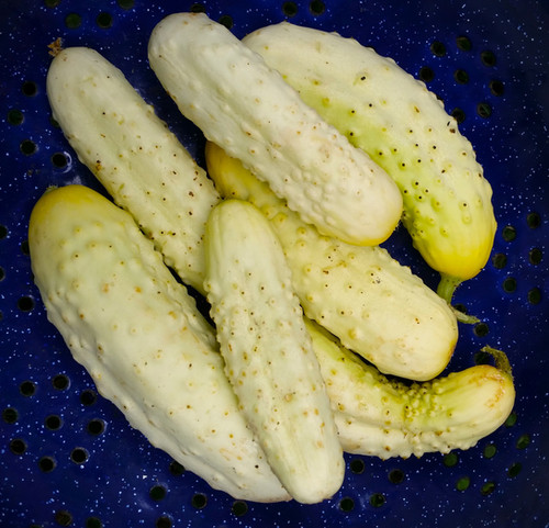 Old Dutch White Cucumber | Roughwood Seed