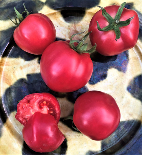 Plate de Haiti Tomato | Roughwood Seed