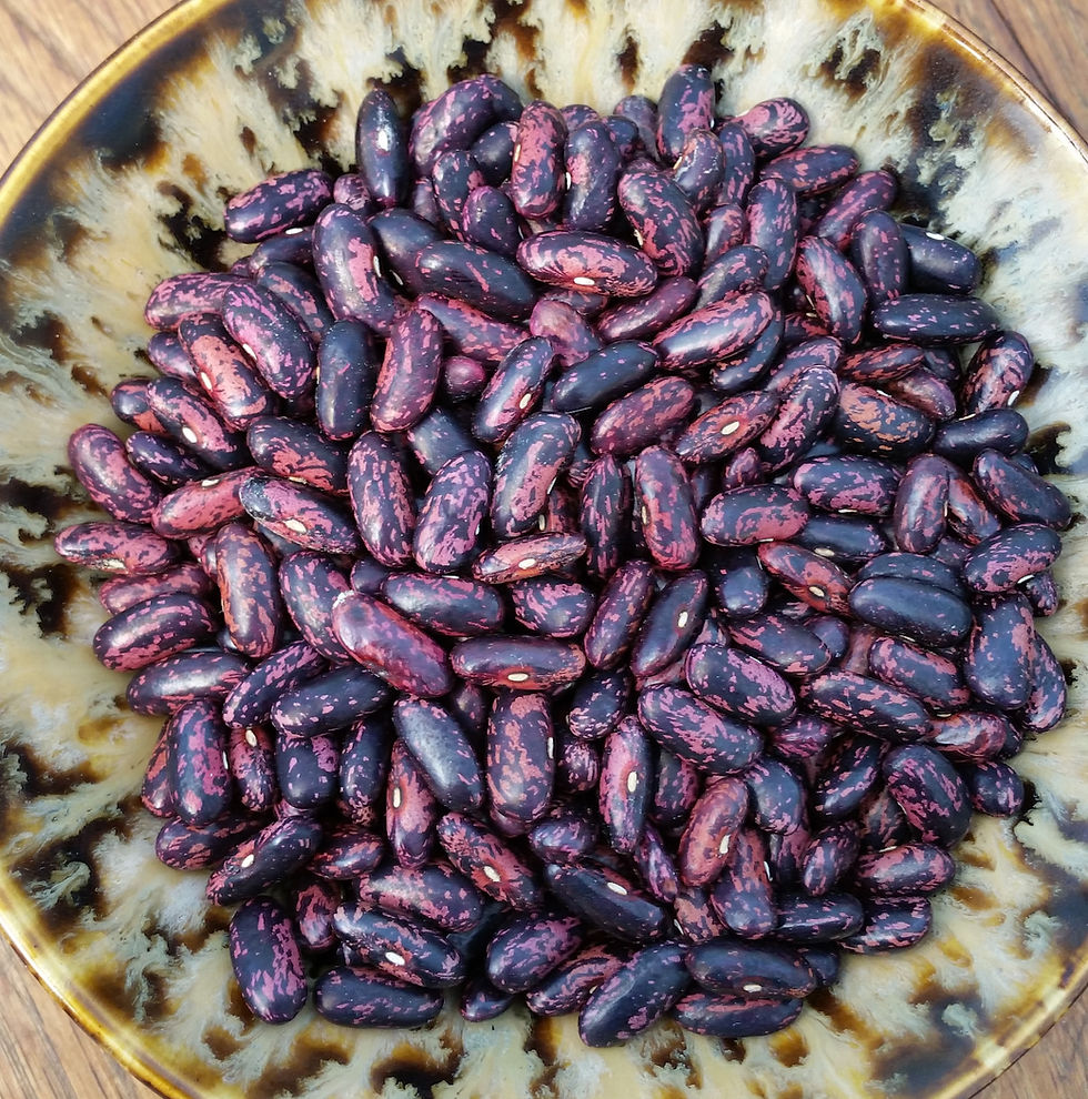 Rouge de Syrie Bush Bean | Roughwood Seed