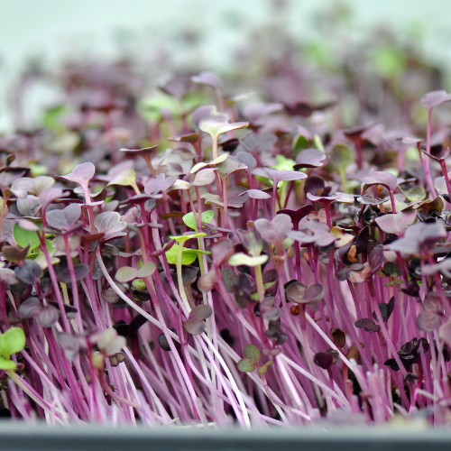 Micro Radish ~ Rambo | Micro Acres Wales