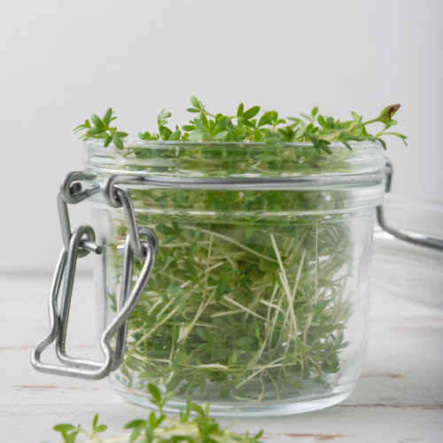 Micro Mustard | Micro Acres Wales