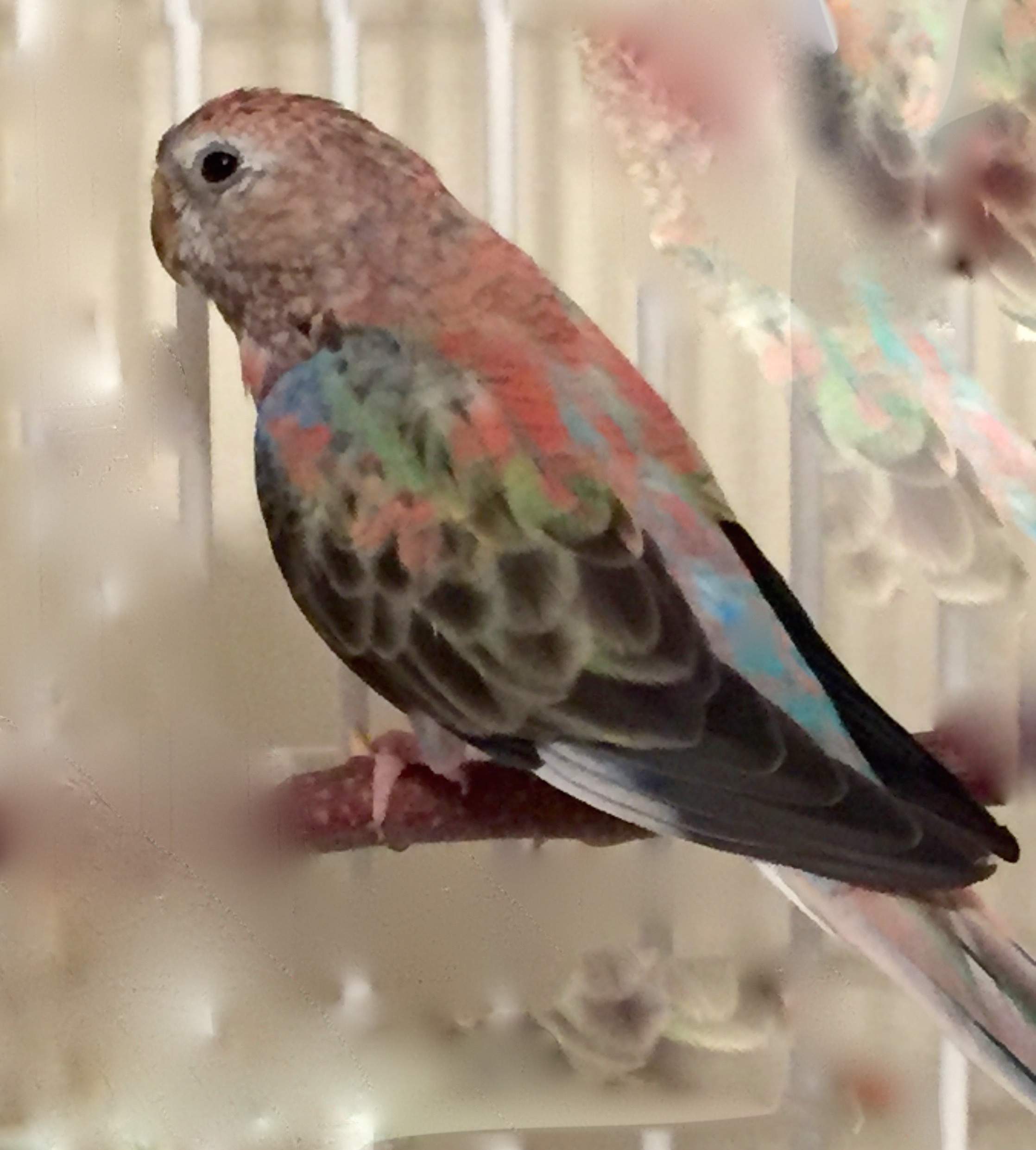 HOME | jenniesflyingjewels