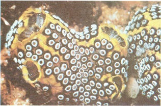 zw-bezkręgowce | AbuGeo