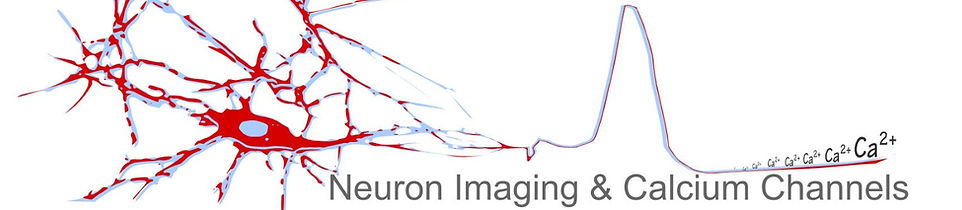 Neuron Imaging and Calcium Channels