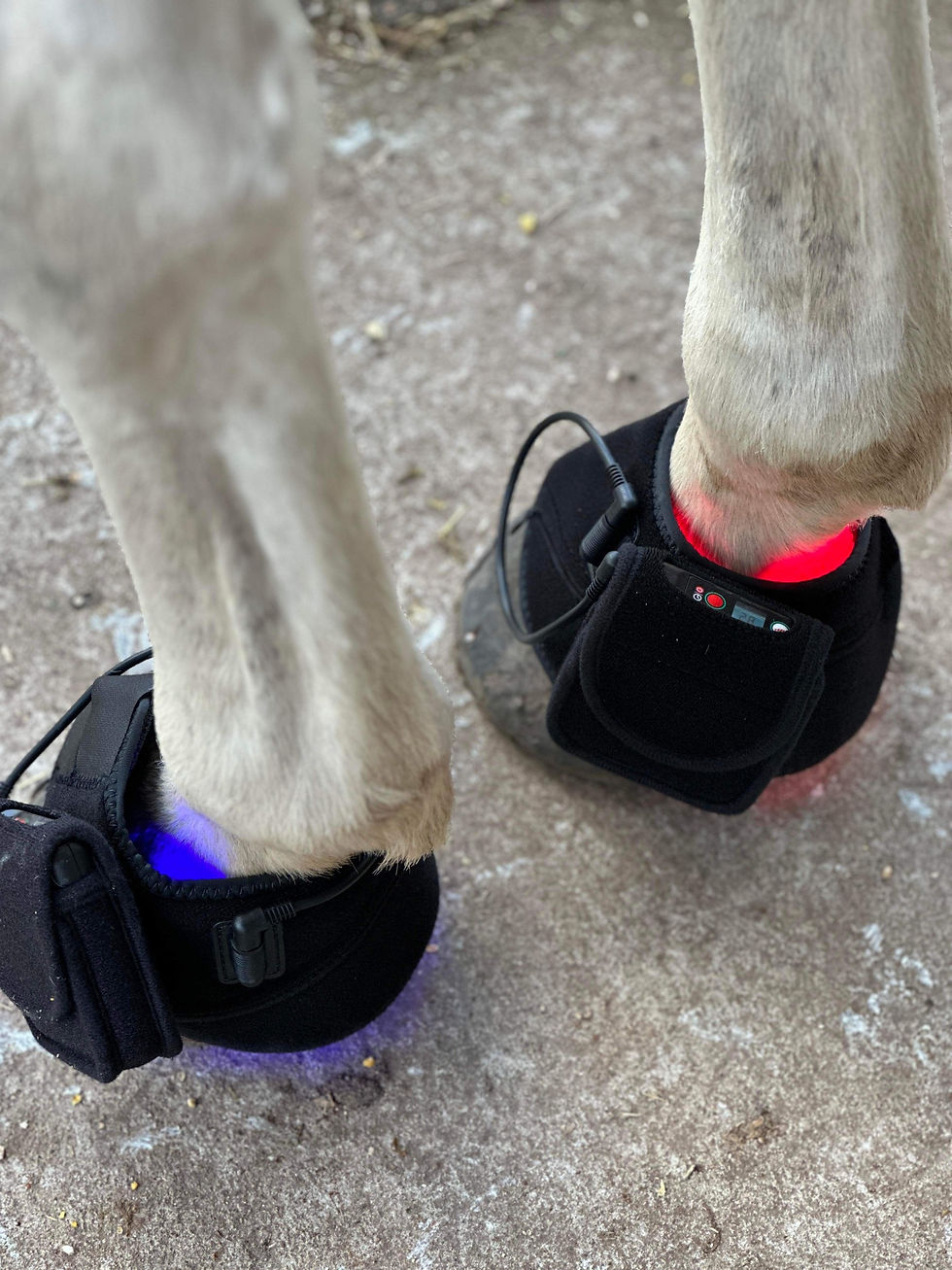 Pastern Wrap | Postural Pony