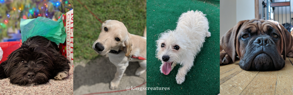 Puppies: Picking the Perfect Pup