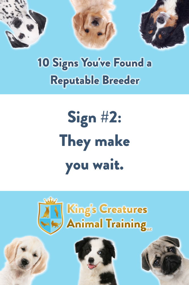 Puppies: Finding a Reputable Breeder