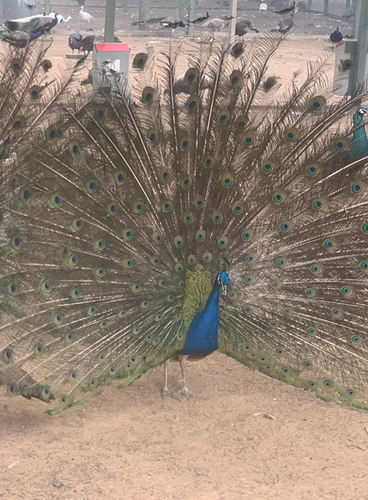 Adult Male Peacocks - Local Pickup | Texas Peacock Farm