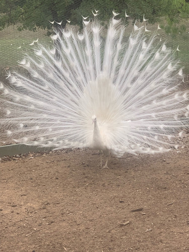 *PRE SALE March 2026* (1) White Egg Ea. | Texas Peacock Farm