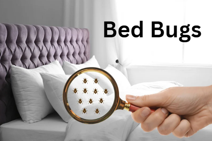 A Comprehensive Guide to Protect Your Home from Bed Bugs