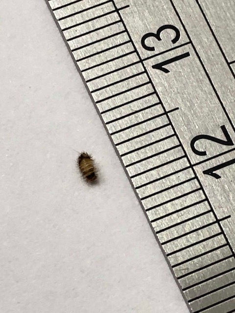 Different types of insects that can damage your clothes and how to deal ...