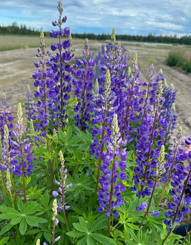 Lupine | St. Isidore Farm - Alaska Wildflowers