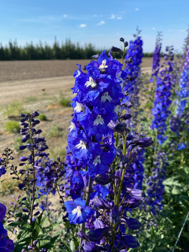 Larkspur | St. Isidore Farm - Alaska Wildflowers