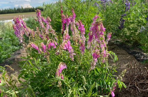 Wild Potato | Alaska Wildflowers