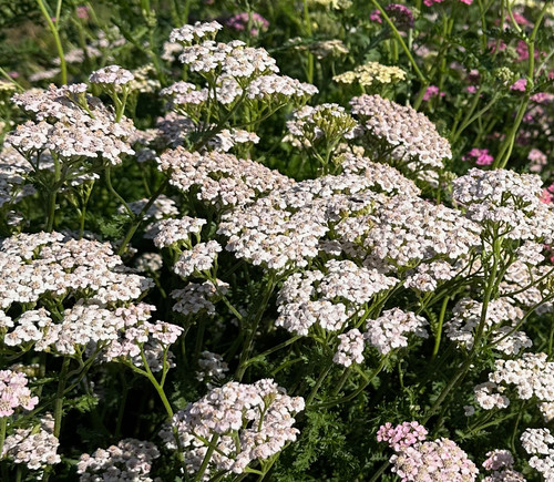 Boreal Yarrow | Alaska Wildflowers